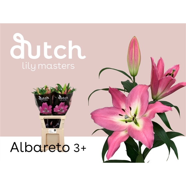LI OT ALBARETO > 3+. (GM-38360) - FloraXchange