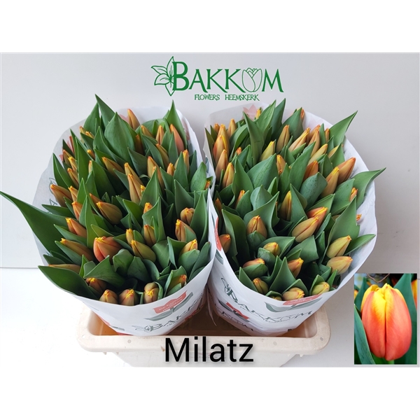 Milatz (1093) - FloraXchange