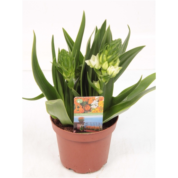 Ornithogalum Dubium Little White Star 3+ knop (dub12lws) - FloraXchange