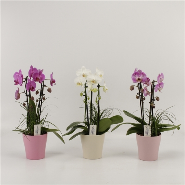 Phalaenopsis Elegant Cascade Duoboga gemengd met Nolina in Pastel ...