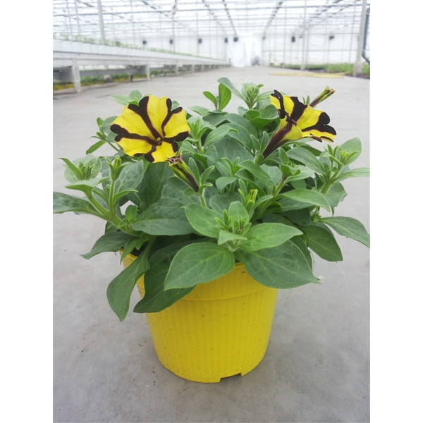 Petunia Special Bee in Gele pot (250) - FloraXchange