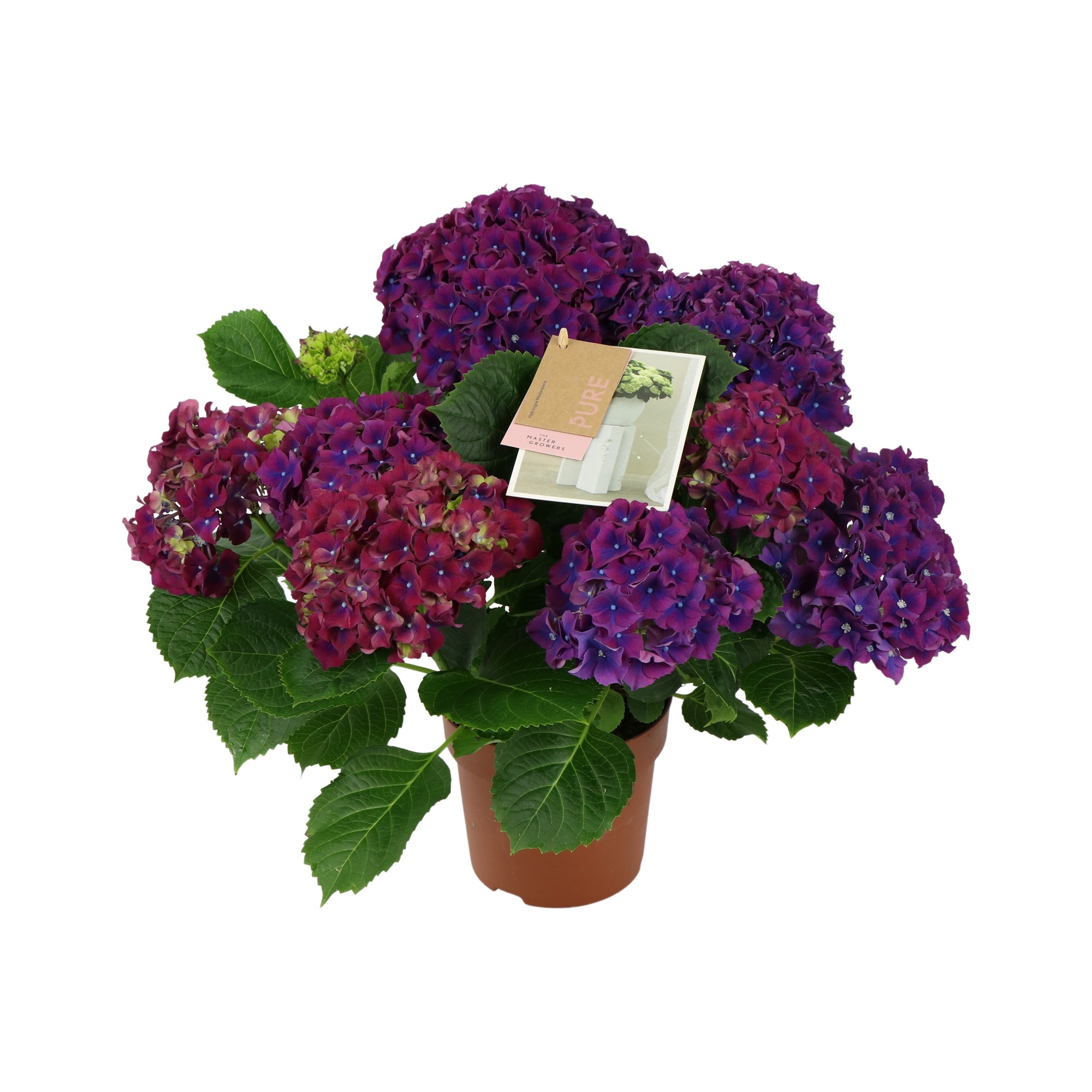 Hydrangea Hi Fire Lila 5/6 flowers (FIREBL5) - FloraXchange