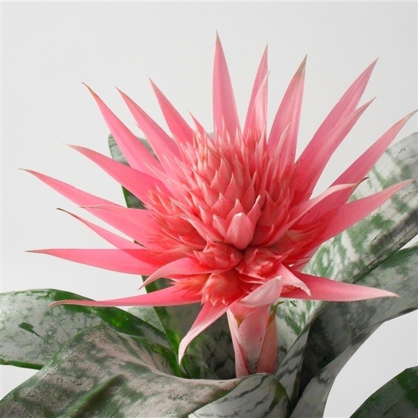 Aechmea Primera STADIUM 3/4 XL (PRIM3-4-S3) - FloraXchange