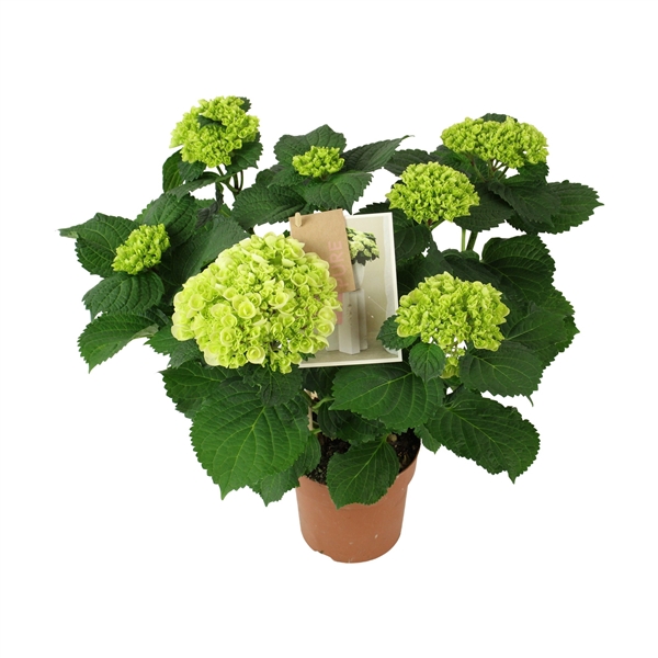 Hydrangea Hi Crystal Palace 7/8 flowers (CRYSTAL7) - FloraXchange