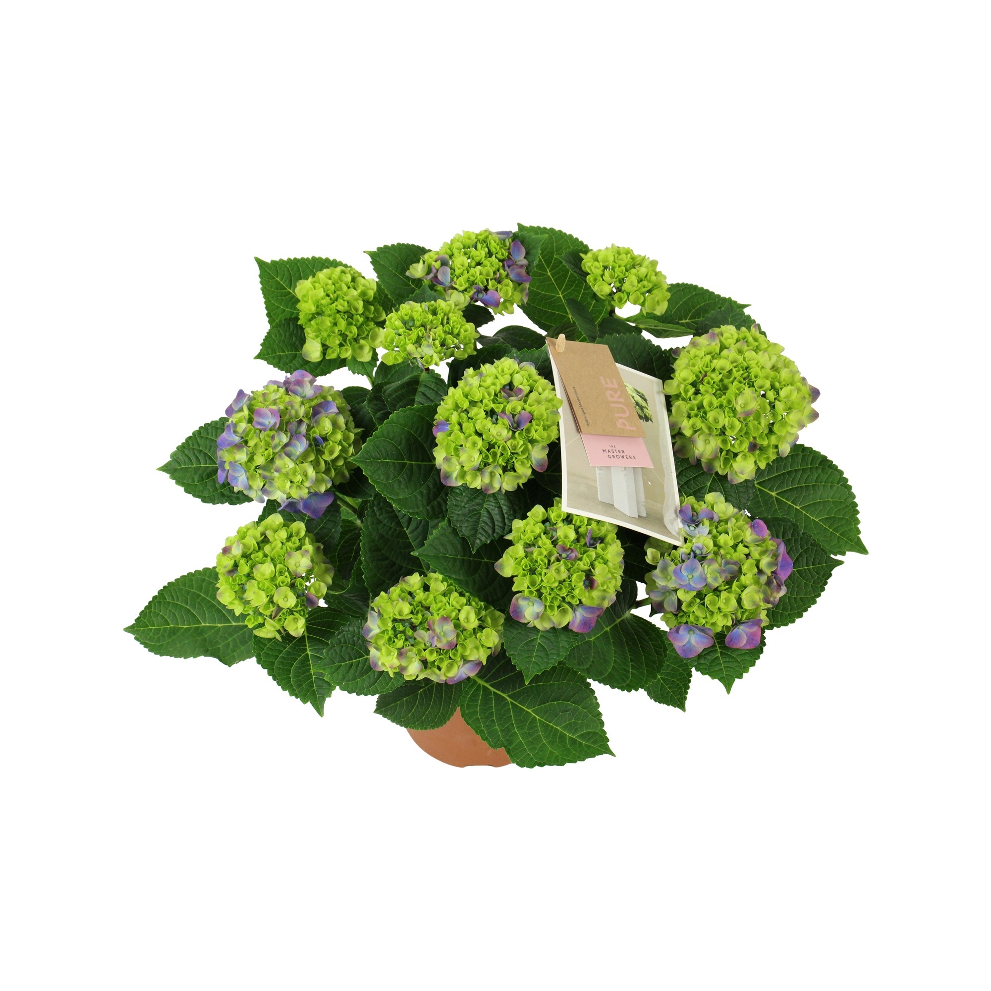 Hydrangea macr. Ningbo lila 7/8 flowers (NINGBOLI) - FloraXchange