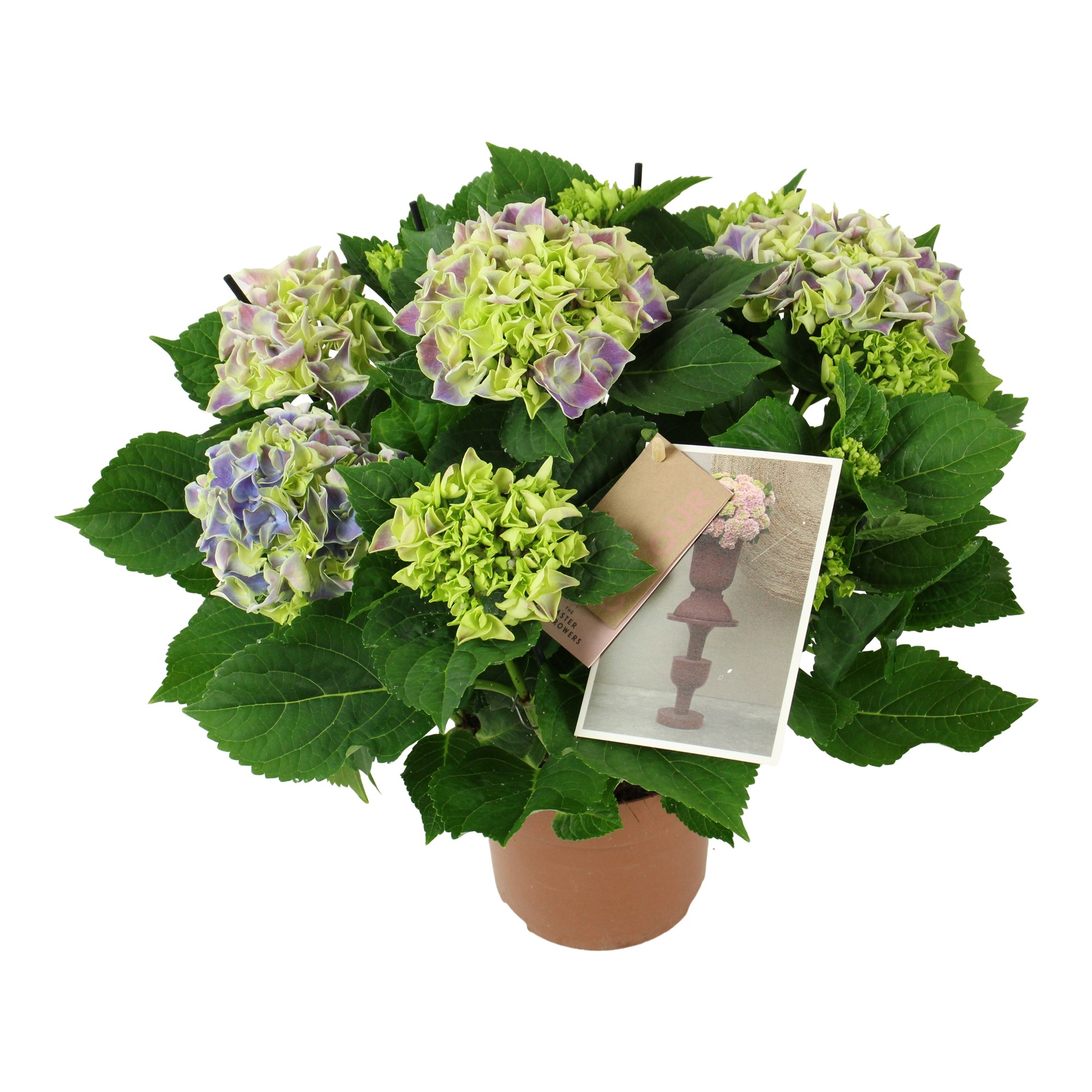 Hydrangea bicolor blue 7/8 flowers (TIVOBL7) - FloraXchange