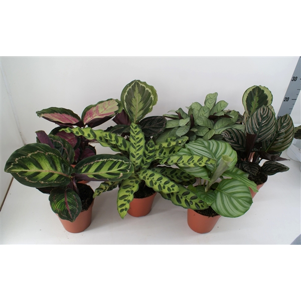 Calathea mix P12 (Calat-12-Mix) - FloraXchange