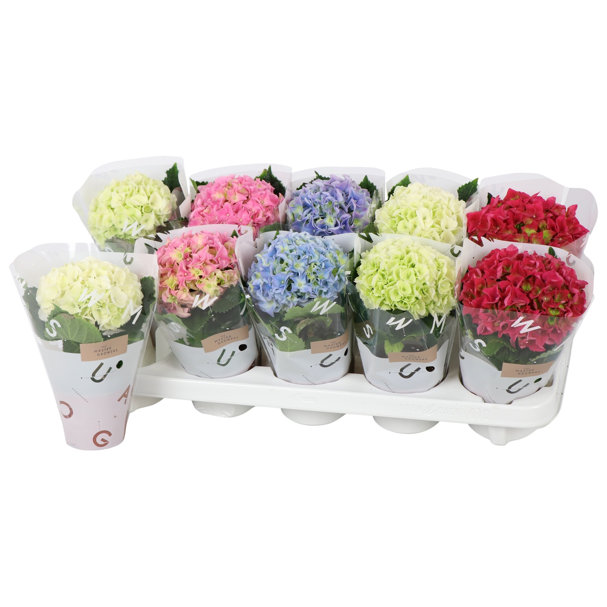 Hydrangea macr. 9cm Mix 1 Koppers (Norm30100) - FloraXchange