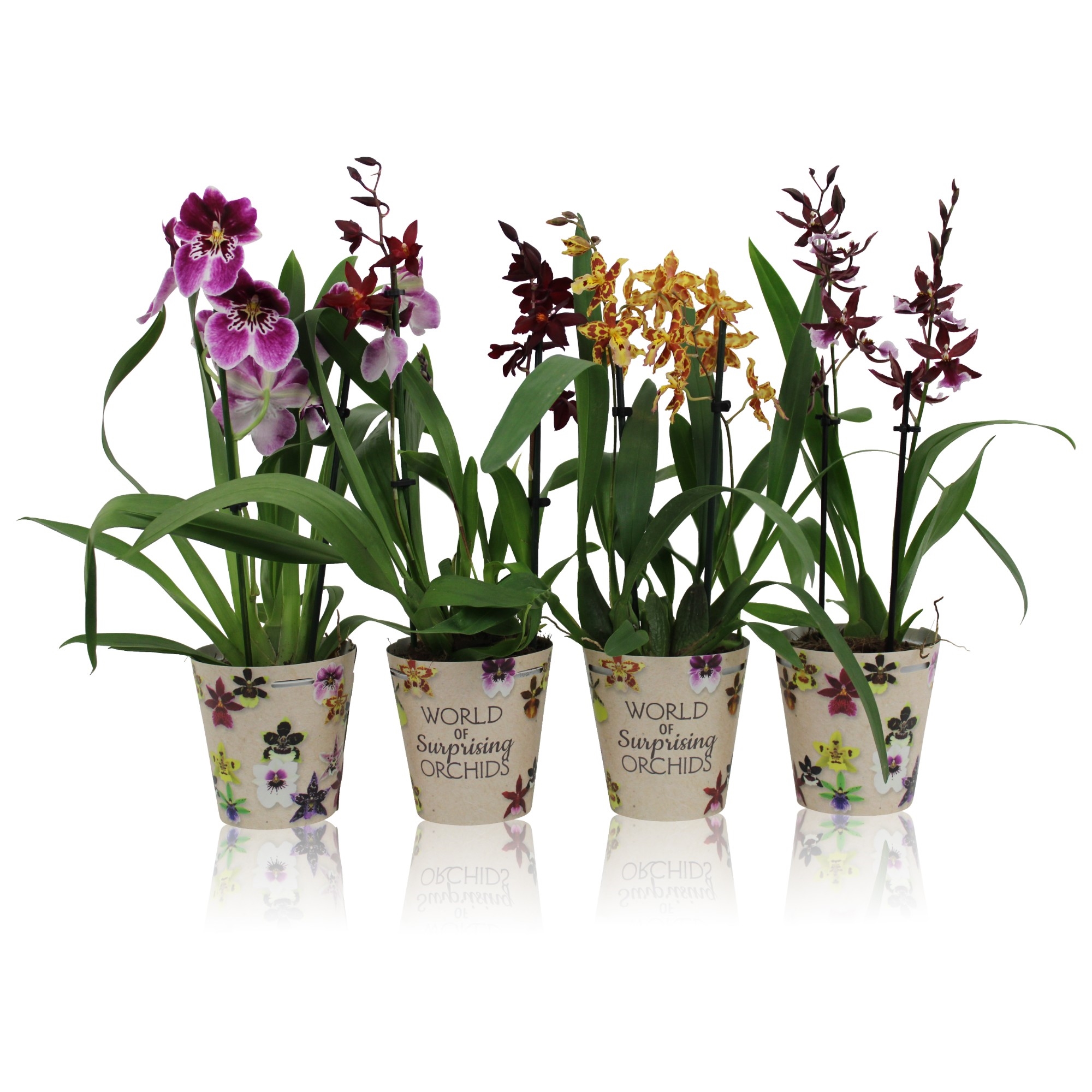 Orchid mix 2 spike 35-50 cm "World of surprising Orchids cover ...