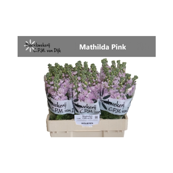 MATTH MATHILDA PINK Pink. (GM-20951) - FloraXchange