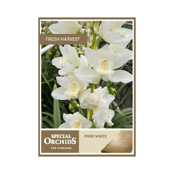 CYMB T Pure White. . (GM-39573) - FloraXchange