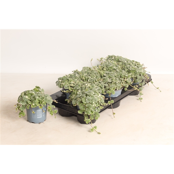 Glechoma Hederacea 'Variegata' (Nepeta) 10,5cm (00001) - FloraXchange