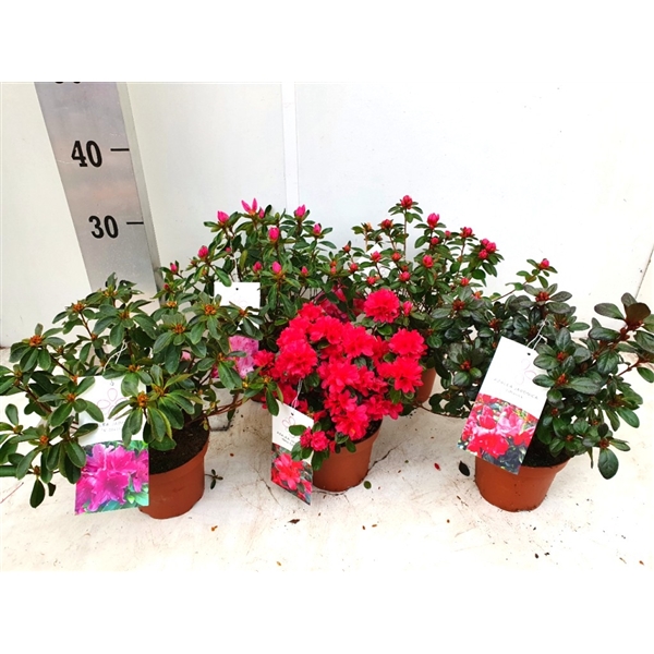 Rhododendron (Azalea japonica) MIX - in 5 kleuren (rh(AJ)MIX p13 ...