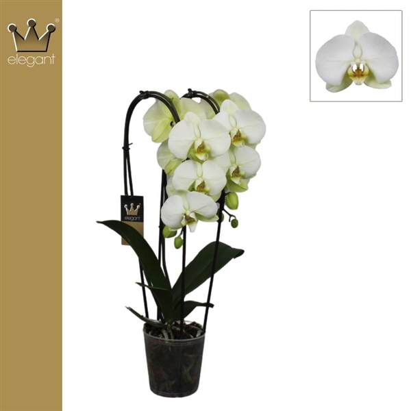 Phalaenopsis 2 tak, Green Dragon Cascade (greend.cas.2) - FloraXchange