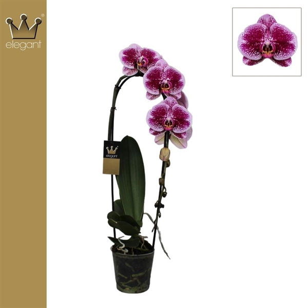 Phalaenopsis 1 tak, Cascade Magic Sezanne (cascmagicsuza) - FloraXchange