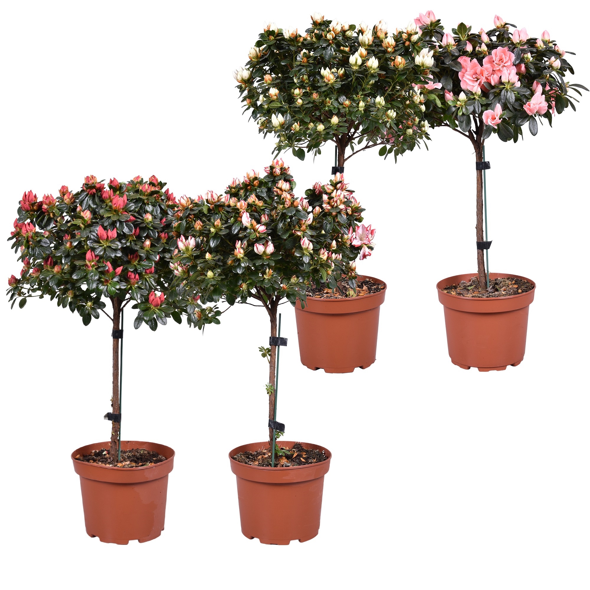 Azalea op stam gemengd 19cm (Voorjaar soorten) (azstamvoorj19 ...