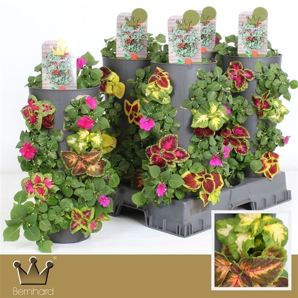 Plantmix Wanderella - Mixcc (PM27P15WMC) - FloraXchange