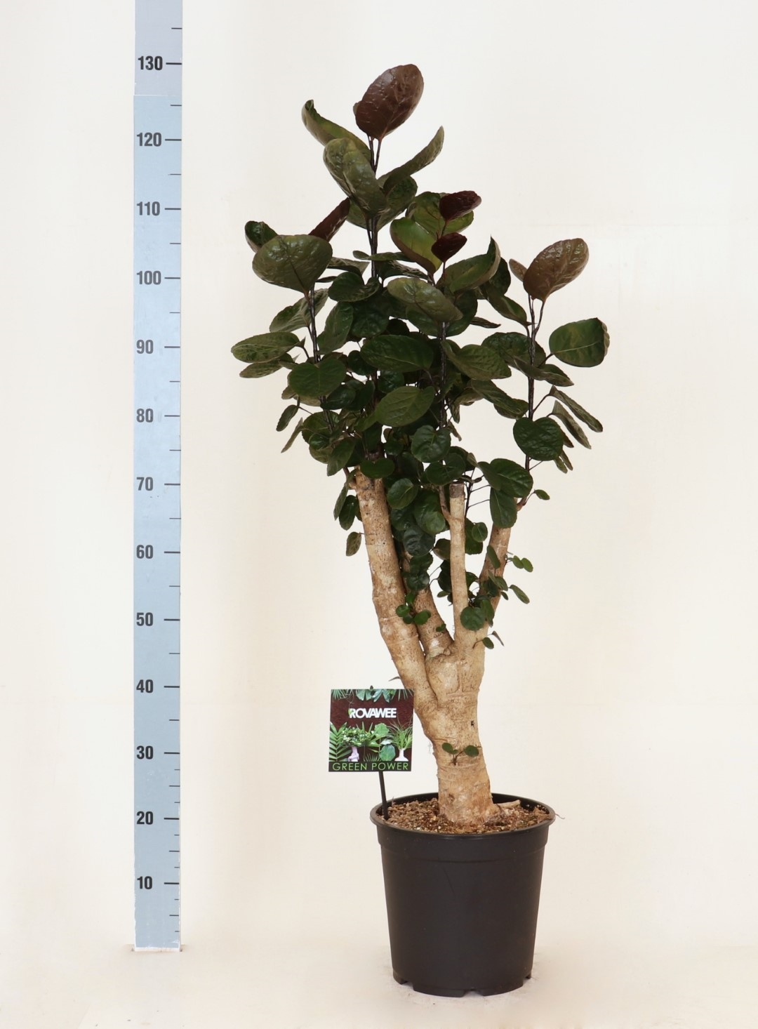 Polyscias Fabian bonsai (PFBP27120) - FloraXchange