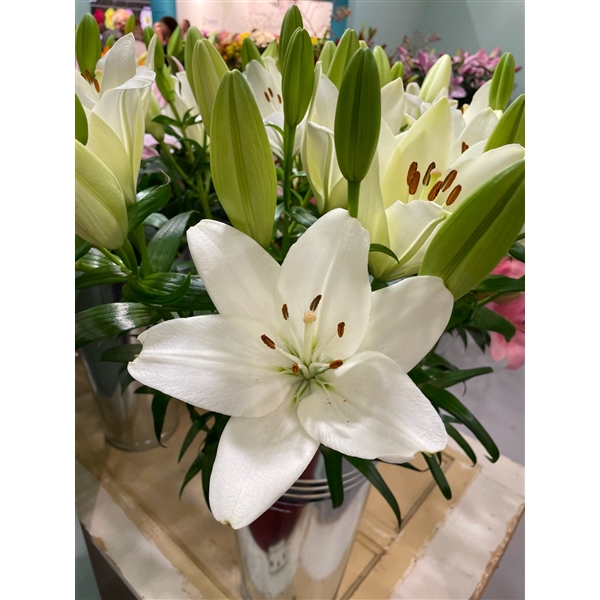 Li La Scansano 5+ (1221099045) - FloraXchange