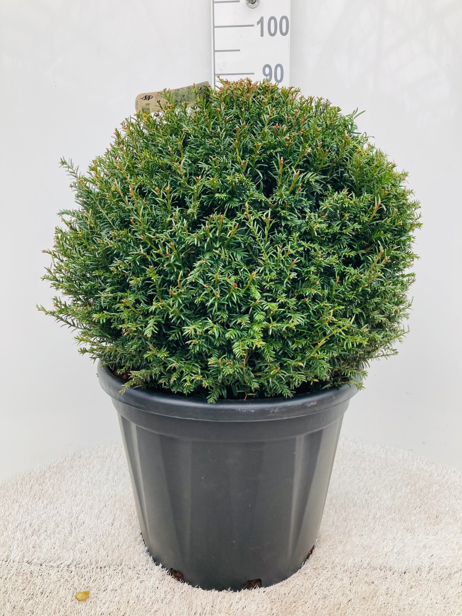 Taxus bacc. Bol 55-60 cm c24 (711) - FloraXchange