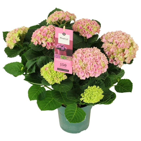 Hydrangea Magical Evolution ® rose 5/6 flowers (EVORZ5) - FloraXchange