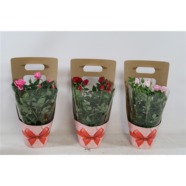 Roos in Japan Rose dragtasje VMV. Valentijn, Moederdag en Vrouwendag ...