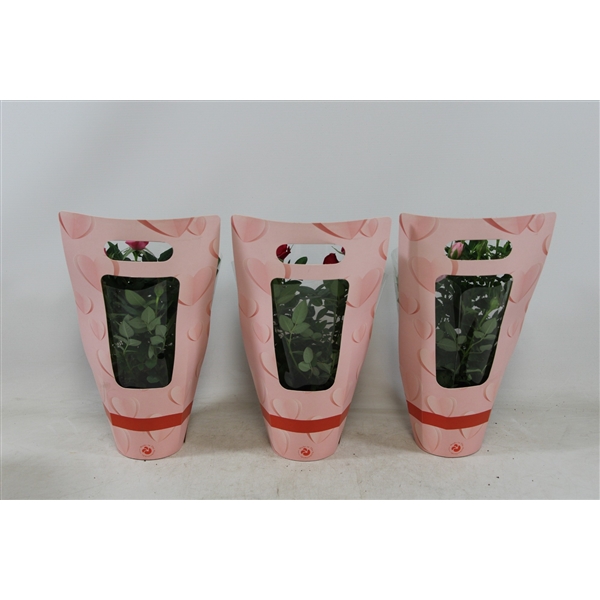 Roos in Japan Rose dragtasje VMV. Valentijn, Moederdag en Vrouwendag ...