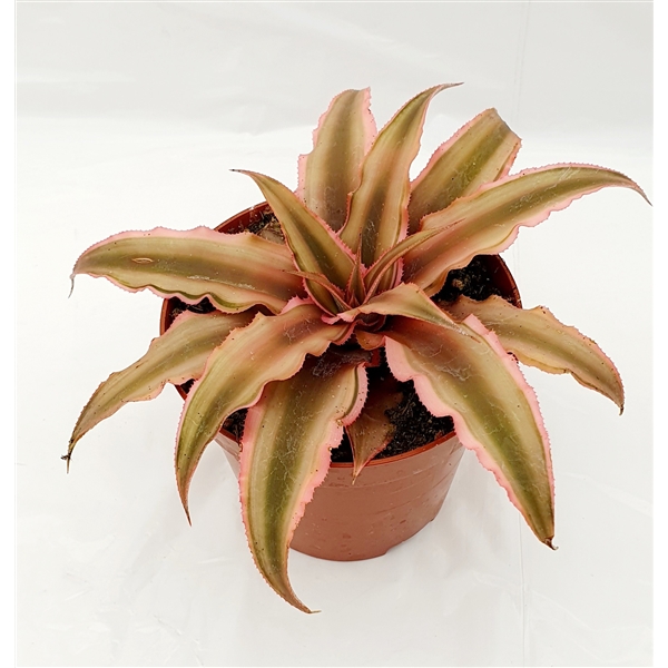 Cryptanthus biv. 'Pink Starlight' (CRYPIN009) - FloraXchange