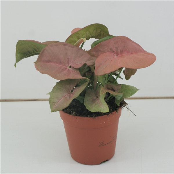 Syngonium Neon (SYN-NE-12) - FloraXchange