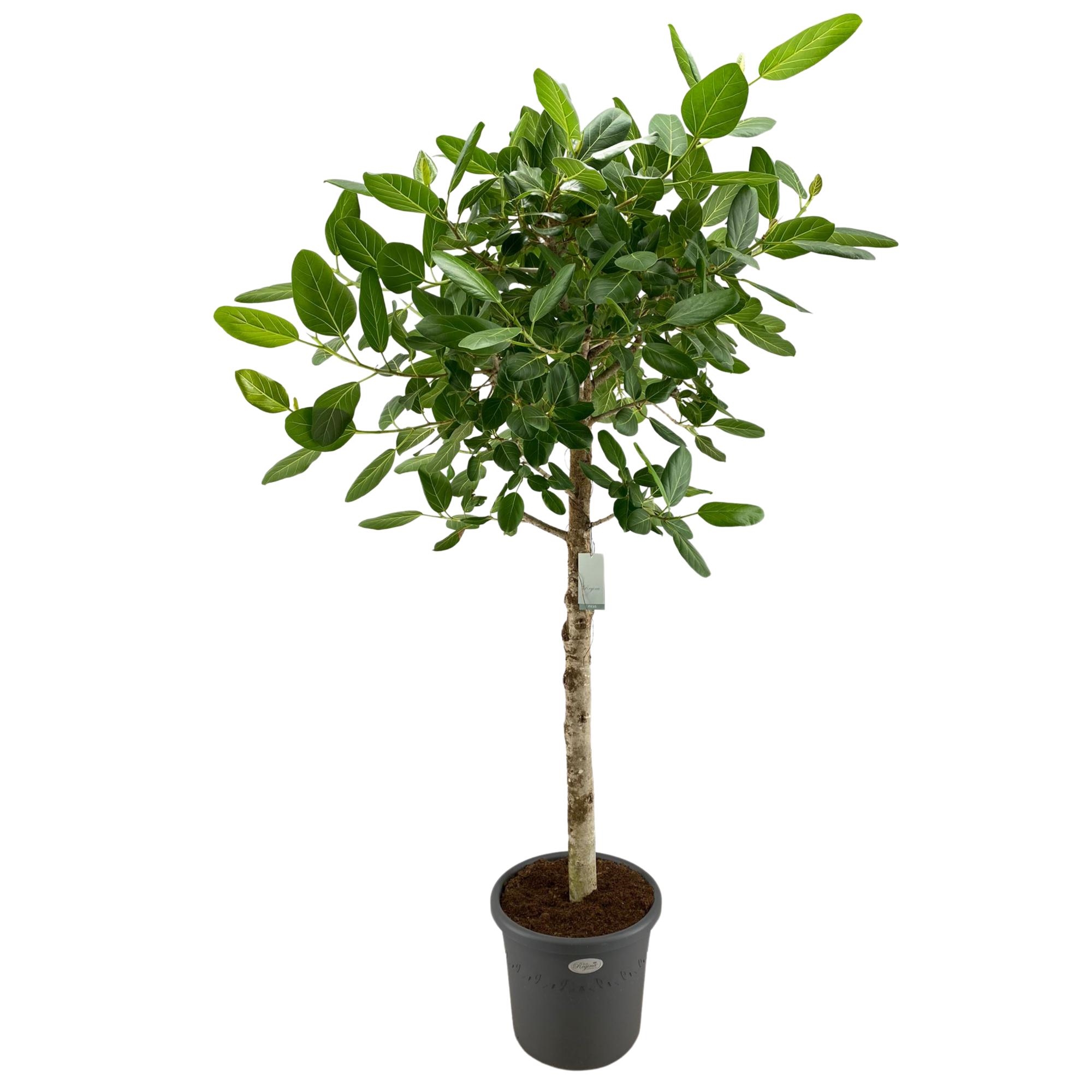 Ficus Benghalensis Audrey Rechte stam p40 (AUDREYST40) - FloraXchange