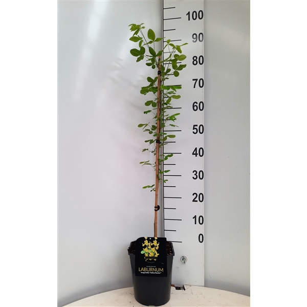 Laburnum anagyr. 'Yellow Rocket'® (PWLAAYR080) - FloraXchange