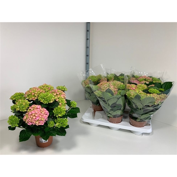 hydrangea m 'HI RIVER ROSE" (320) - FloraXchange