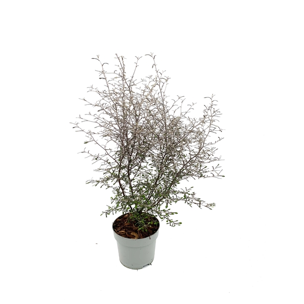 Corokia Maori Silver® Addenda (P15_silver) - FloraXchange