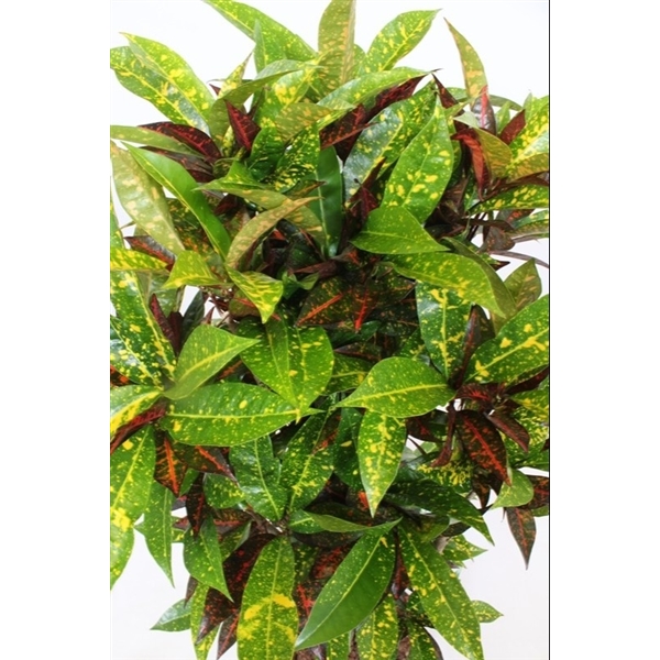 Codiaeum Freckles (Croton Freckles) (CrFr30Vt) - FloraXchange