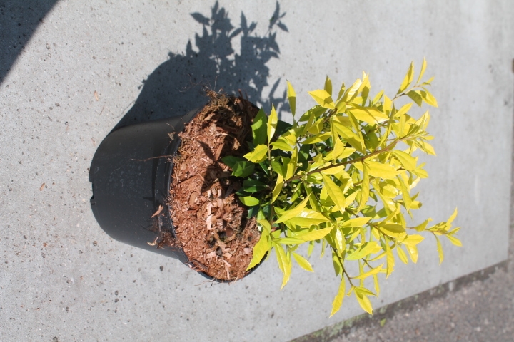 Ilex attenuata 'Sunny Foster' (10343400) - FloraXchange