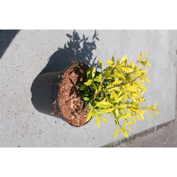 Ilex attenuata 'Sunny Foster' (10343400) - FloraXchange