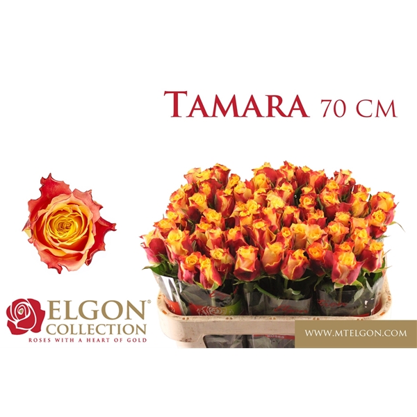 R GR TAMARA (573cd5137865f) - FloraXchange
