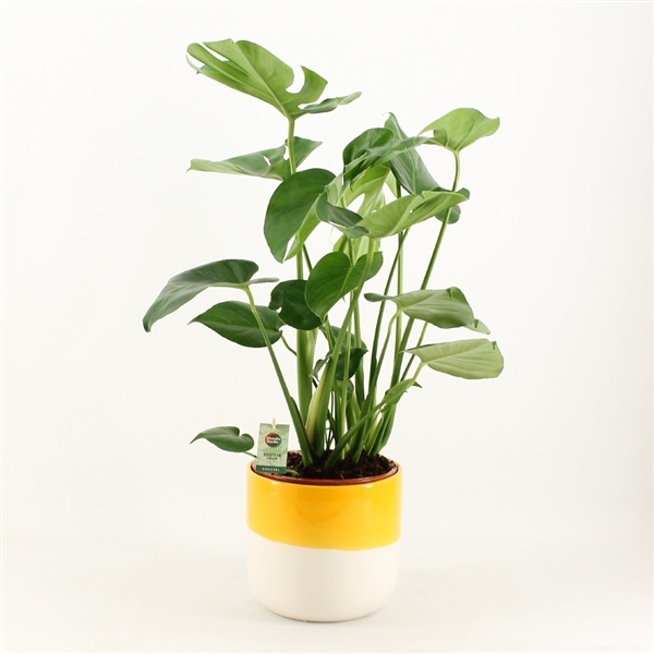 Monstera Deliciosa in Two Tone Lemon (MON21TWO-LEM) - FloraXchange