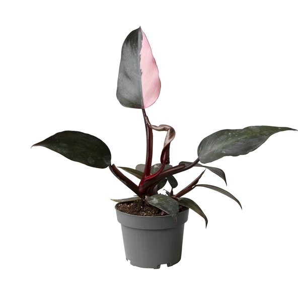 Philodendron Pink Princess 10,5 cm (590410) - FloraXchange