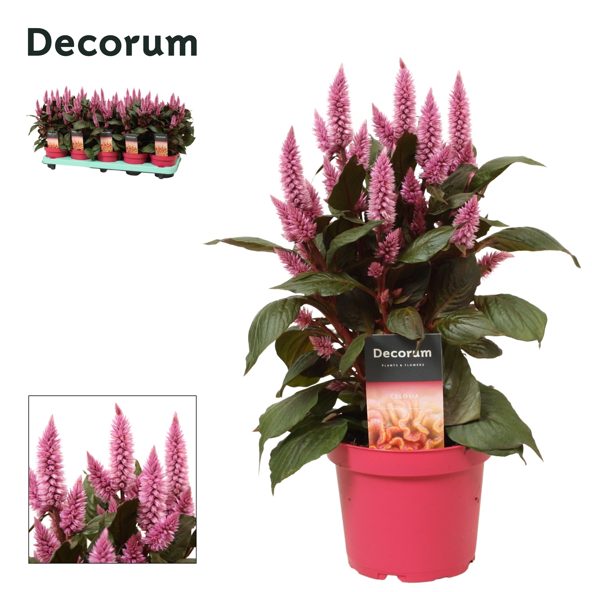 Celosia Zimmerpflanze Pflege