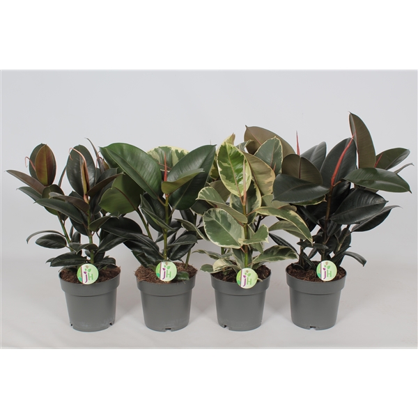 Ficus mix (3199) - FloraXchange