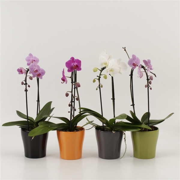 Phalaenopsis Elegant Cascade Unoboga gemengd herfst keramiek (KHMC1MIX ...