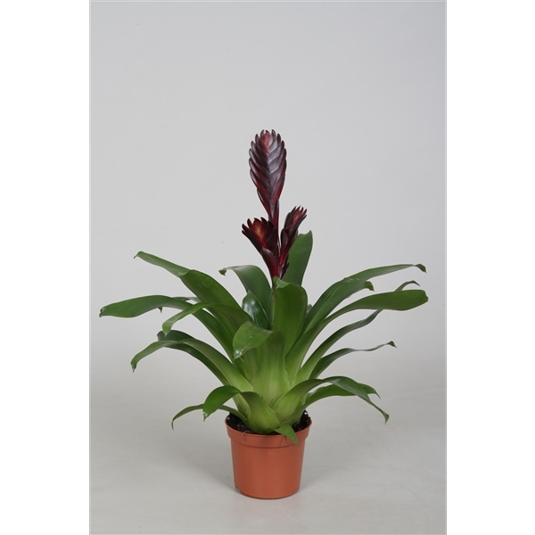 Vriesea Cathy Paars (FP105-09321) - FloraXchange