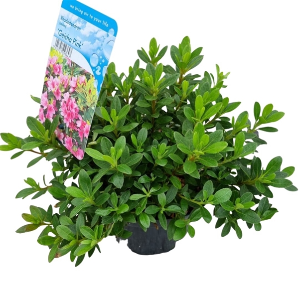 Rhododendron (AJ) 'Geisha Pink' (RHGPINKC2,5) - FloraXchange