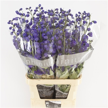 Aanbod - FloraXchange