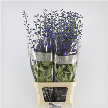 Aanbod - FloraXchange