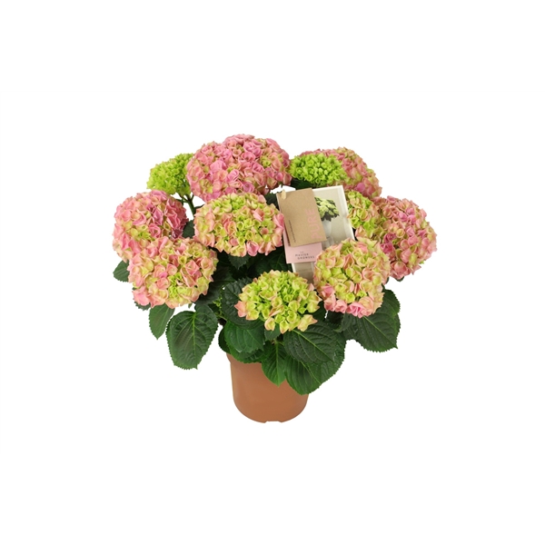 Hydrangea mac. Hi River Pink 7+ Flowers (RIVERRZ7) - FloraXchange