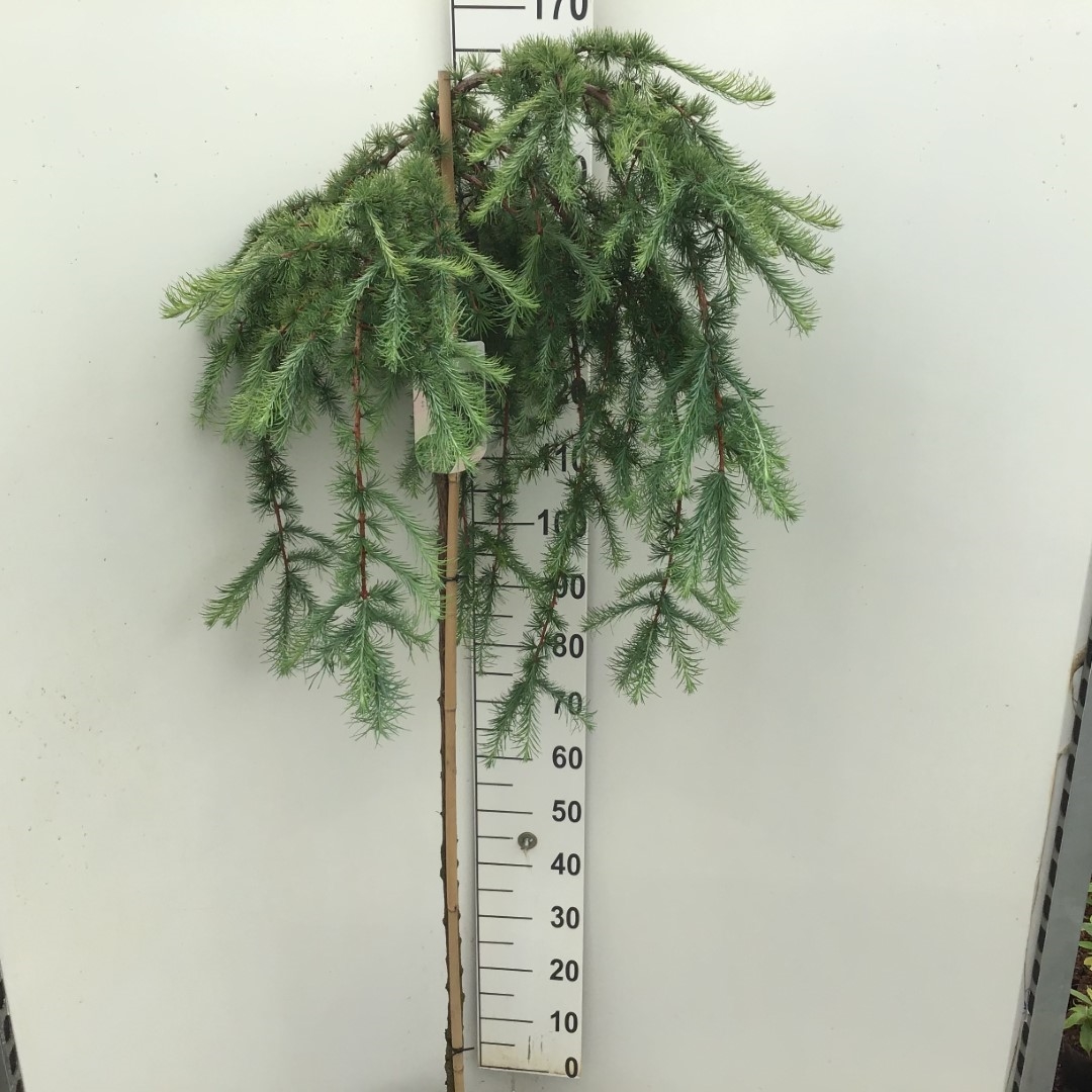 Larix kaempf. 'Stiff Weeper' (10343638) - FloraXchange