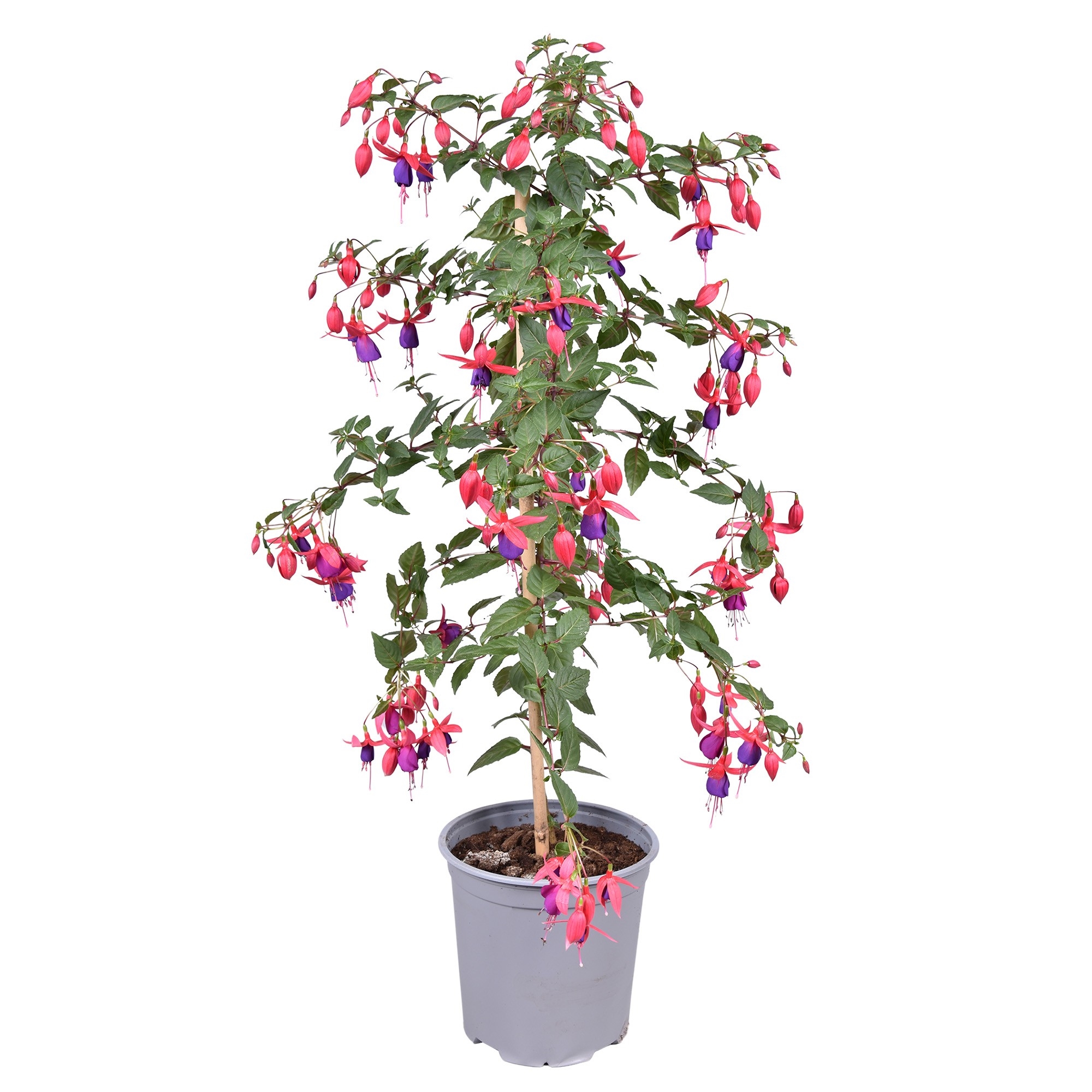 Fuchsia op stam 'Angela ' 19cm (Fuchstamang19) - FloraXchange