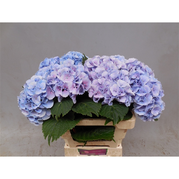 HYDR M LOLLY POP BL (62625-81176) - FloraXchange